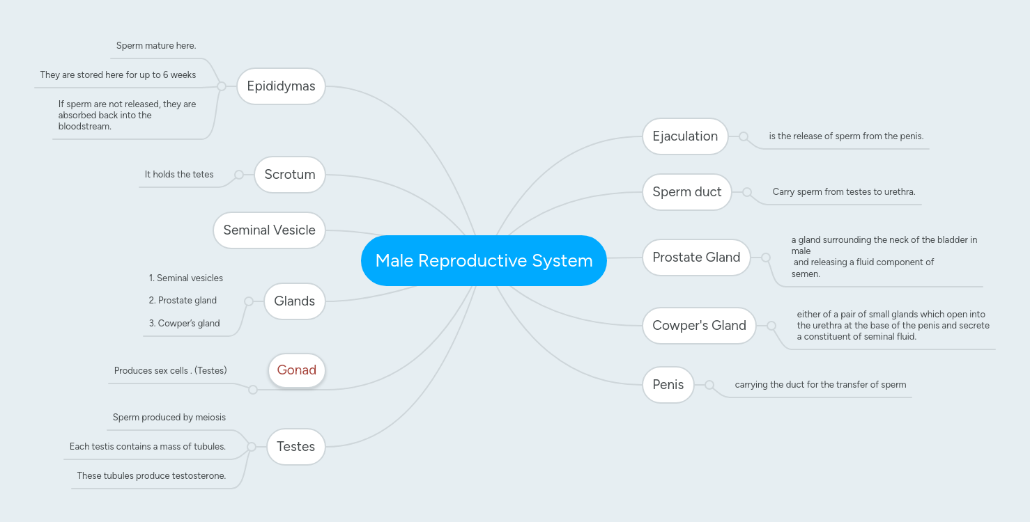 Male Reproductive System | MindMeister Mind map
