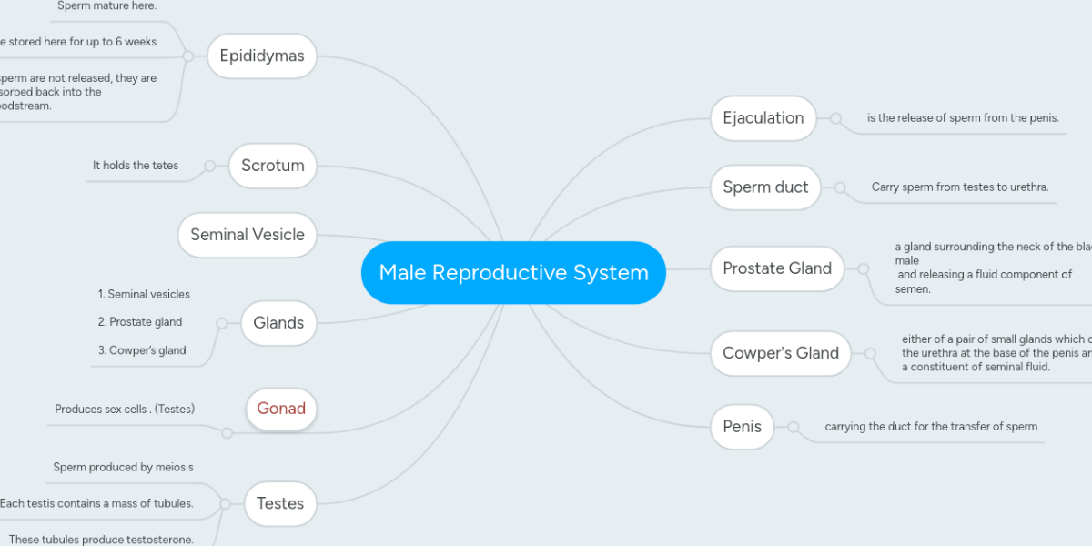 Male Reproductive System | MindMeister Mind Map