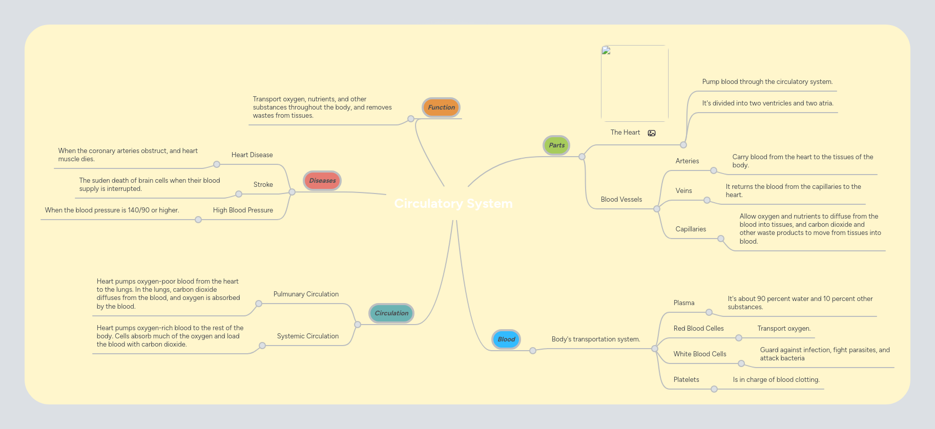 Circulatory System | MindMeister Mind map