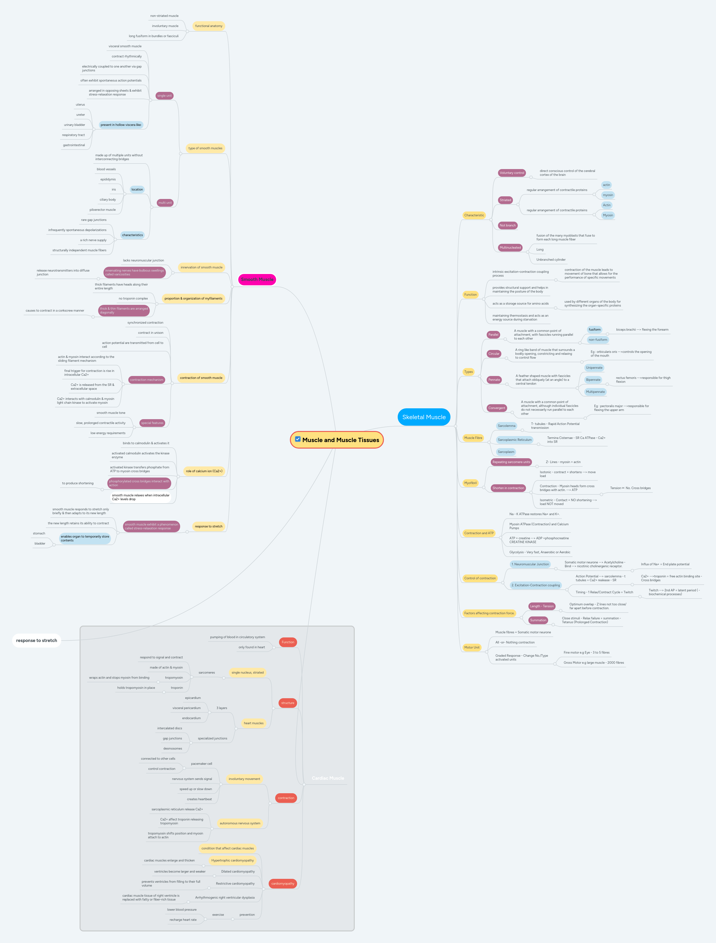 Muscle and Muscle Tissues | MindMeister Mind Map