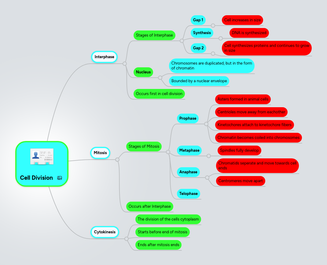 Cell Division | MindMeister Mind map