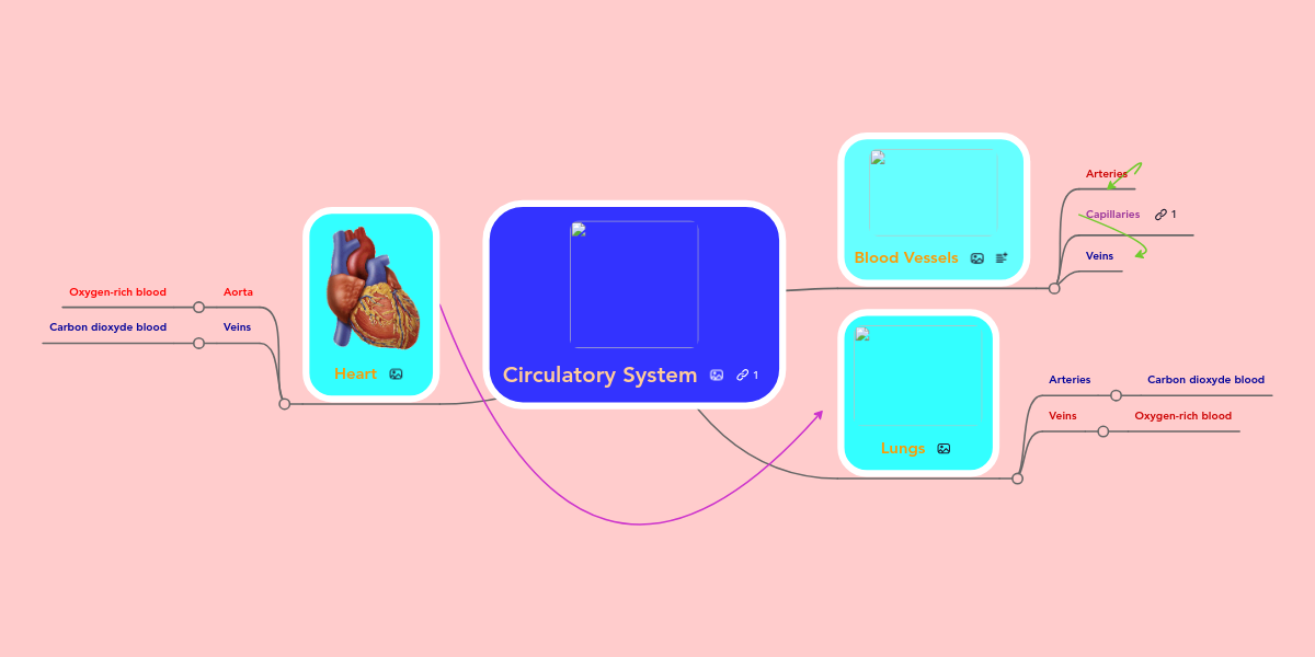 Circulatory System | MindMeister Mind Map Circulatory System | MindMeister Mind Map
