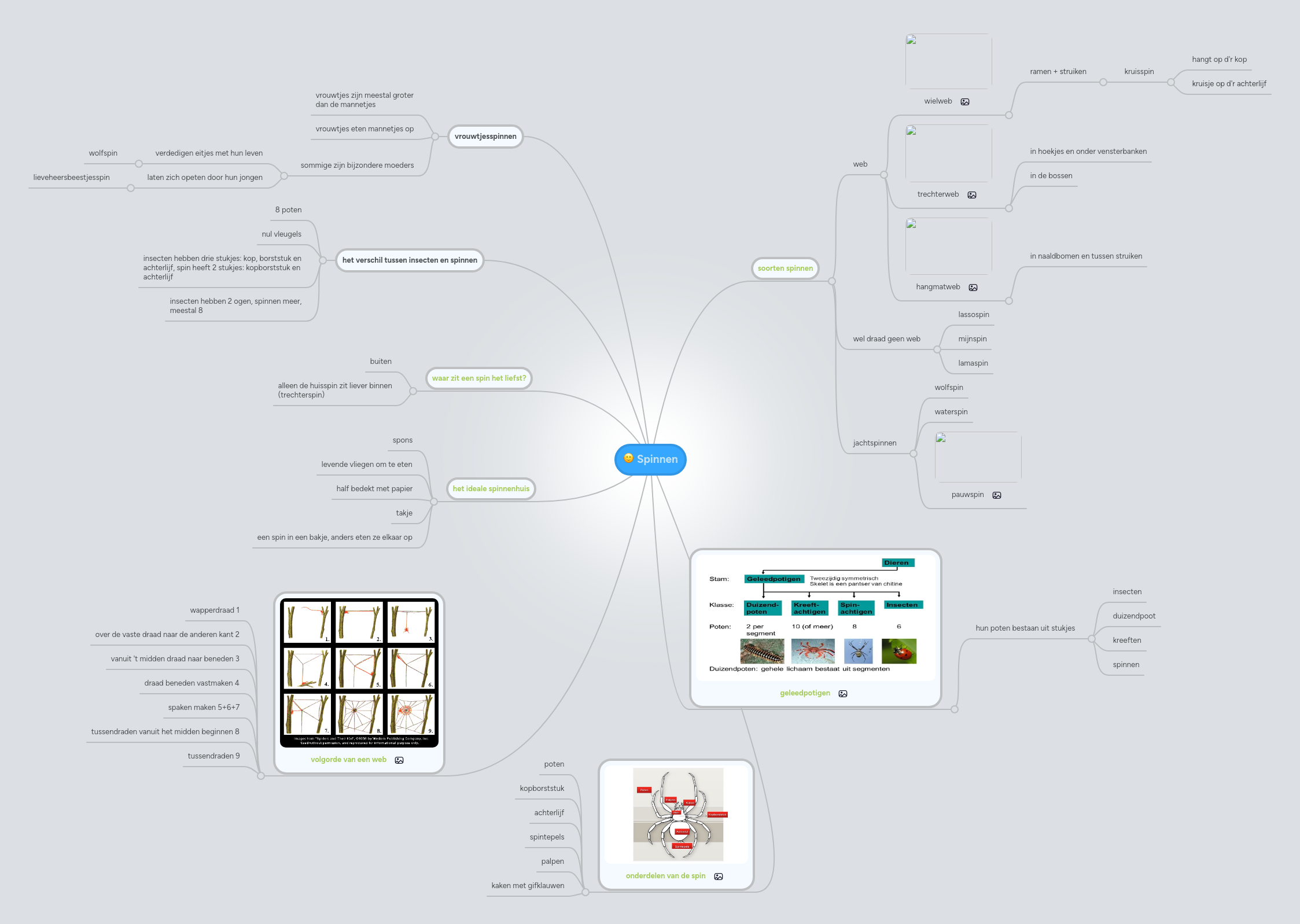 Spinnen | MindMeister Mindmap