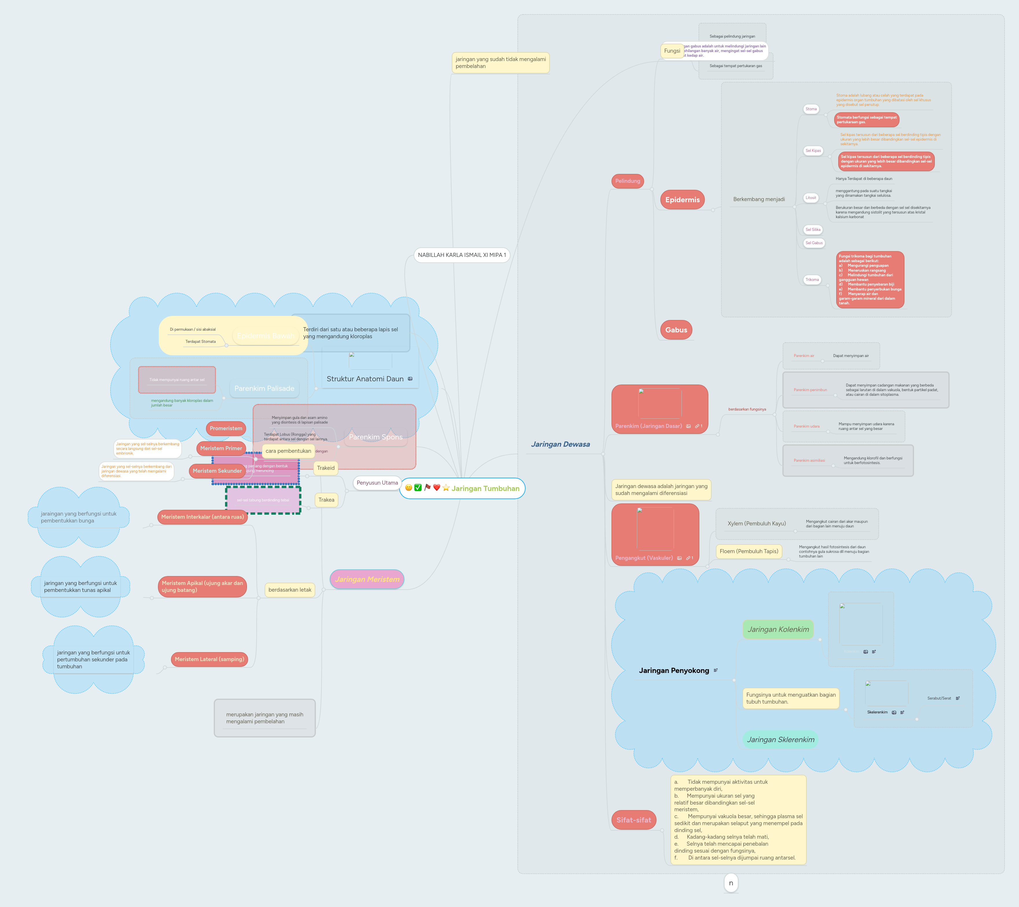 Jaringan Tumbuhan | MindMeister Mind Map