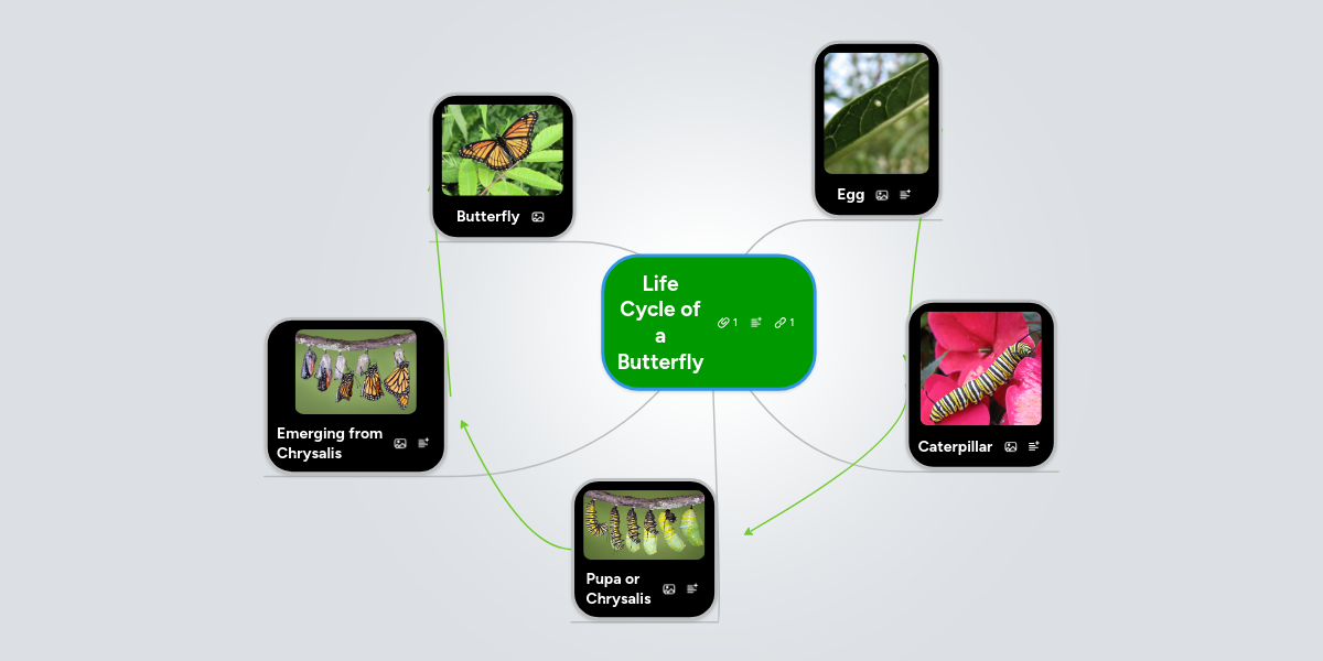 Life Cycle of a Butterfly | MindMeister Mind Map