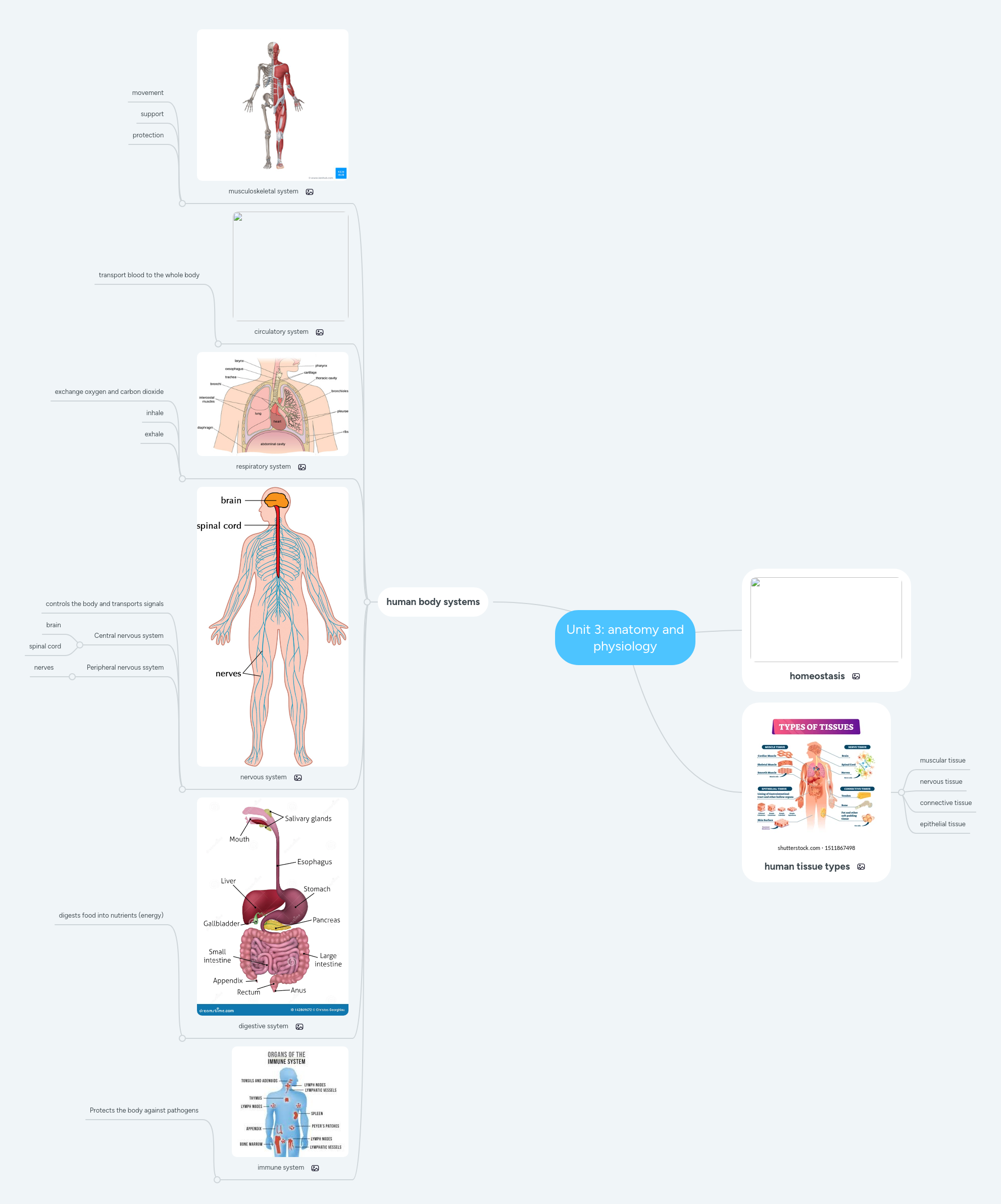 Unit 3: anatomy and physiology | MindMeister Mind map