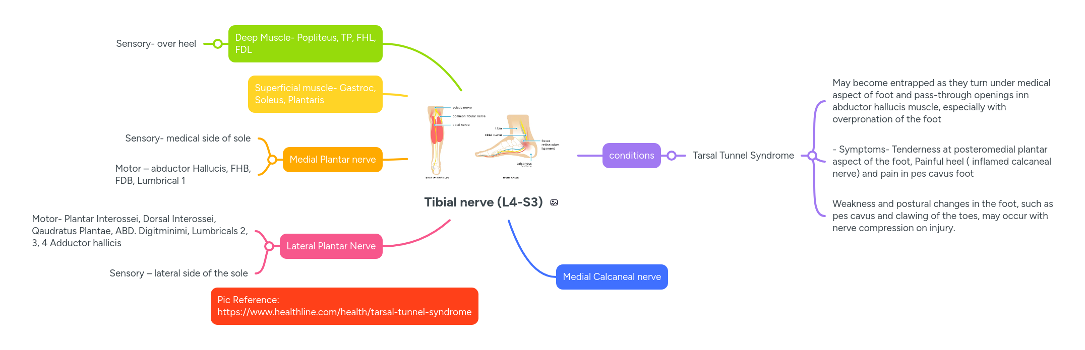 Tibial nerve (L4-S3) | MindMeister Mind map