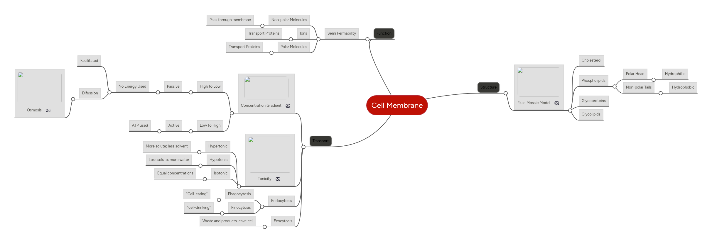 Cell Membrane | MindMeister Mind map
