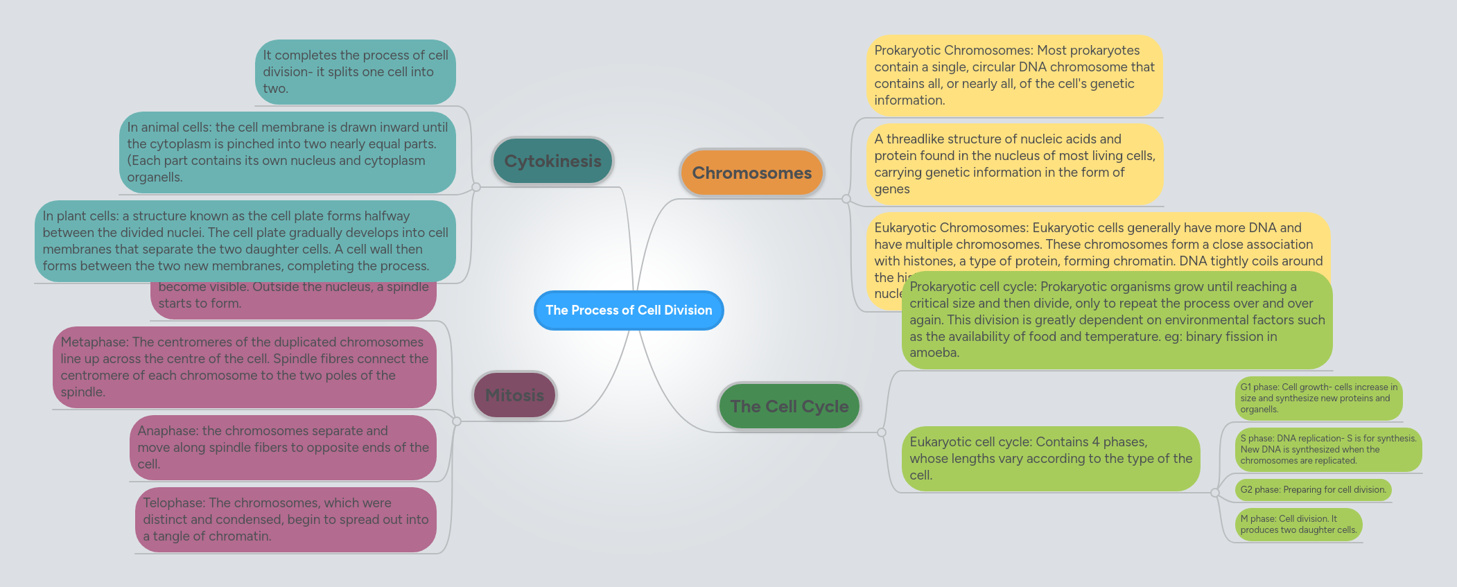 The Process of Cell Division | MindMeister Mind map