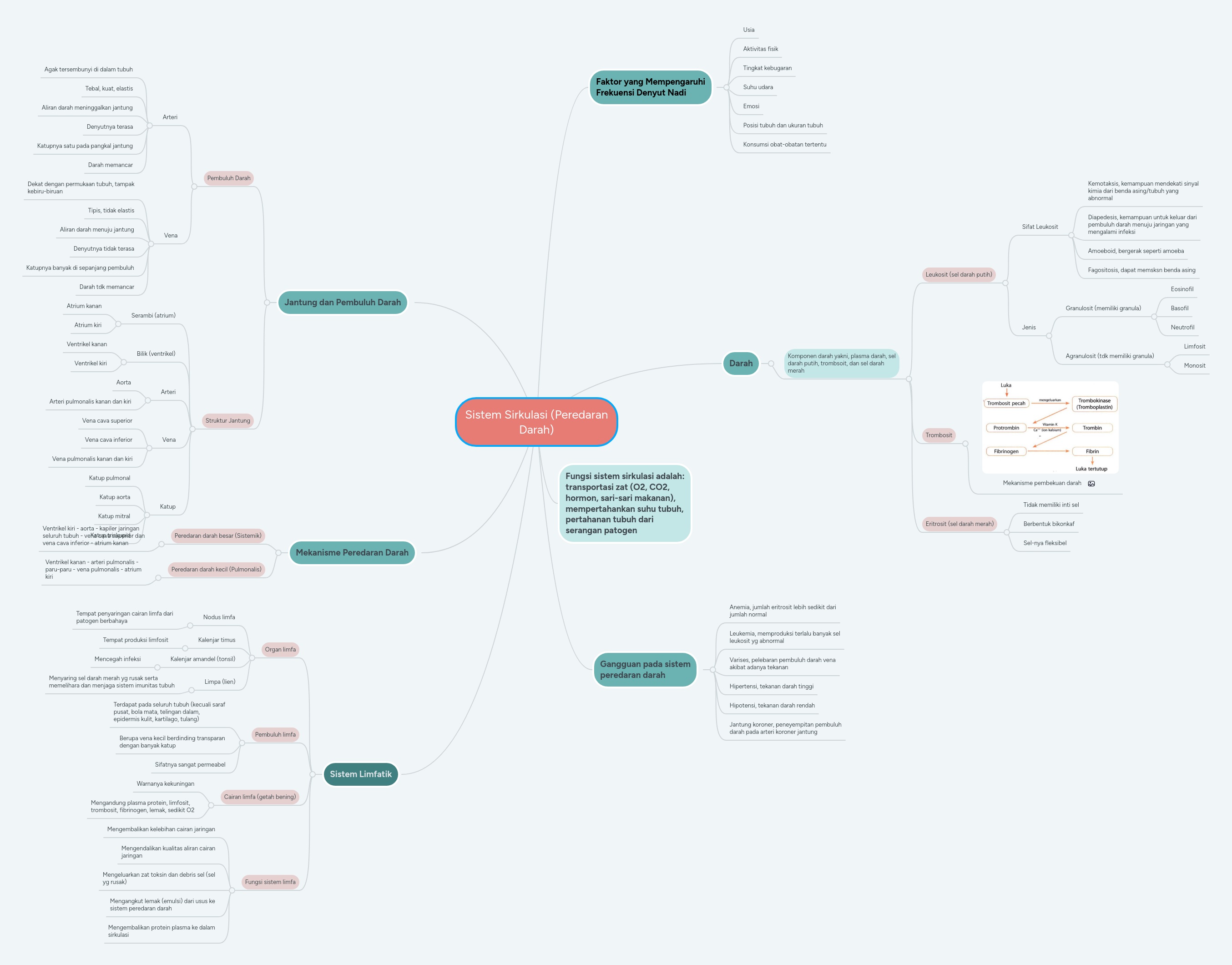 Sistem Sirkulasi (Peredaran Darah) | MindMeister Mind Map