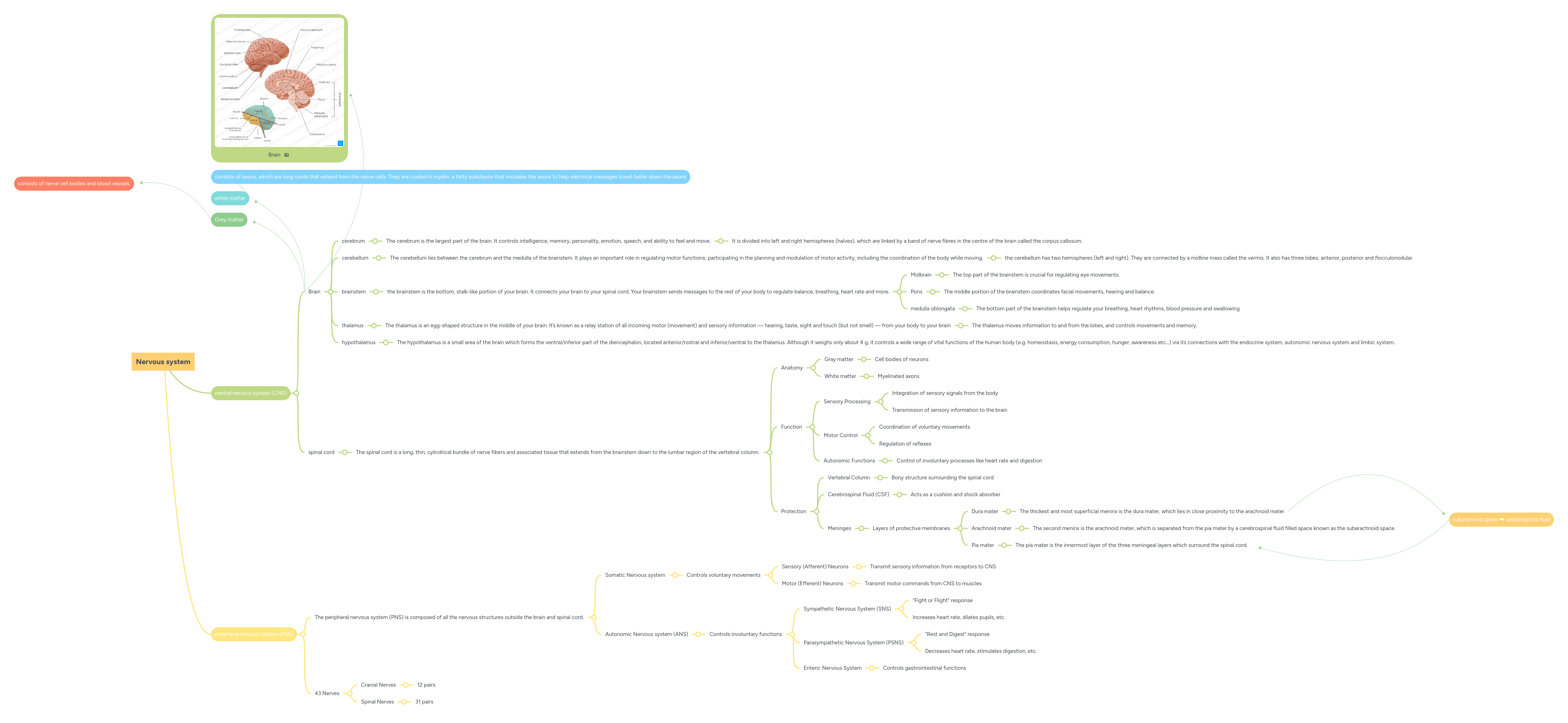 Nervous system | MindMeister Mind Map