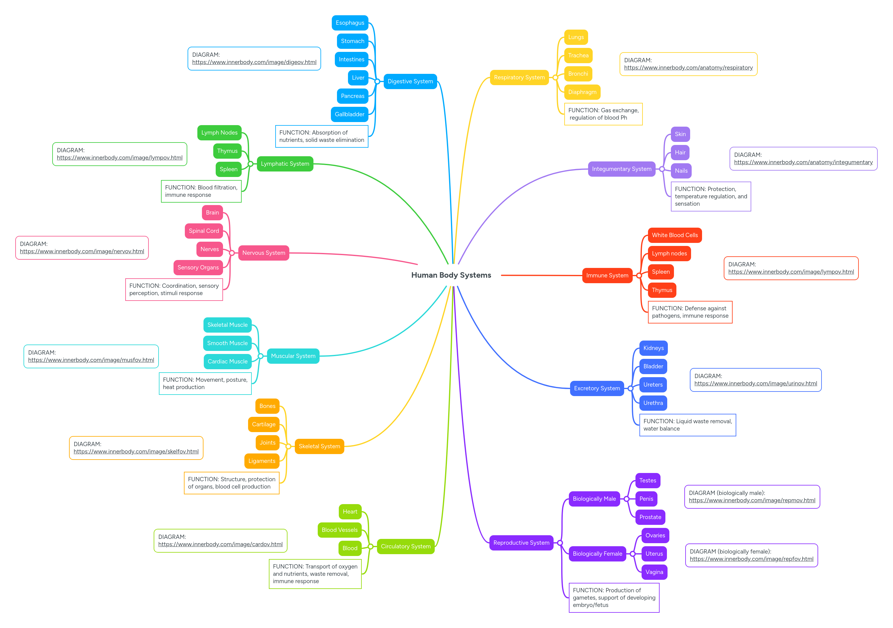 Human Body Systems | MindMeister Mind Map