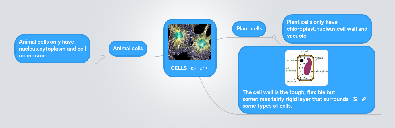 CELLS | MindMeister Mind Map