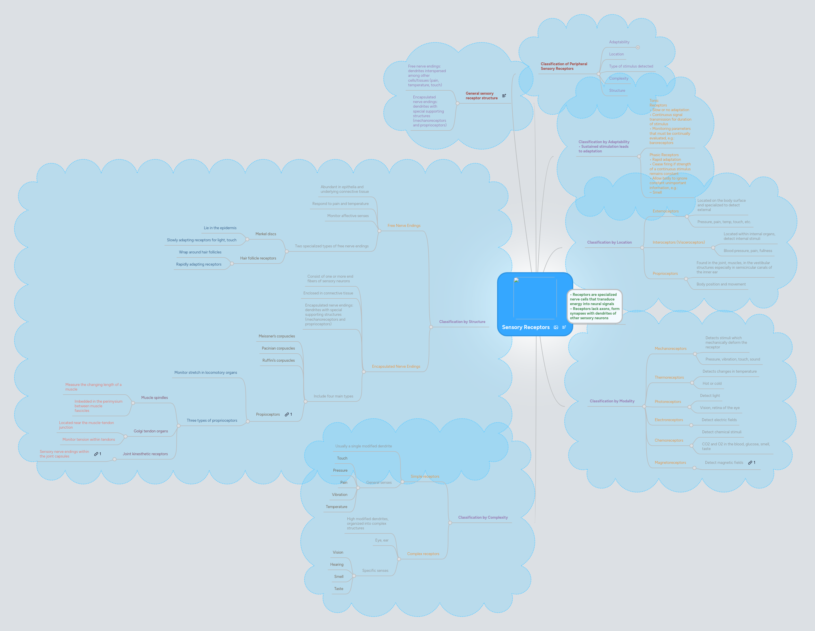 Sensory Receptors | MindMeister Mind map