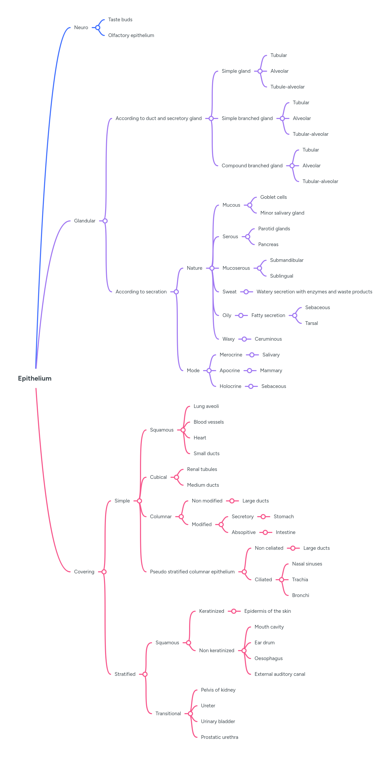 Epithelium | MindMeister Mind map