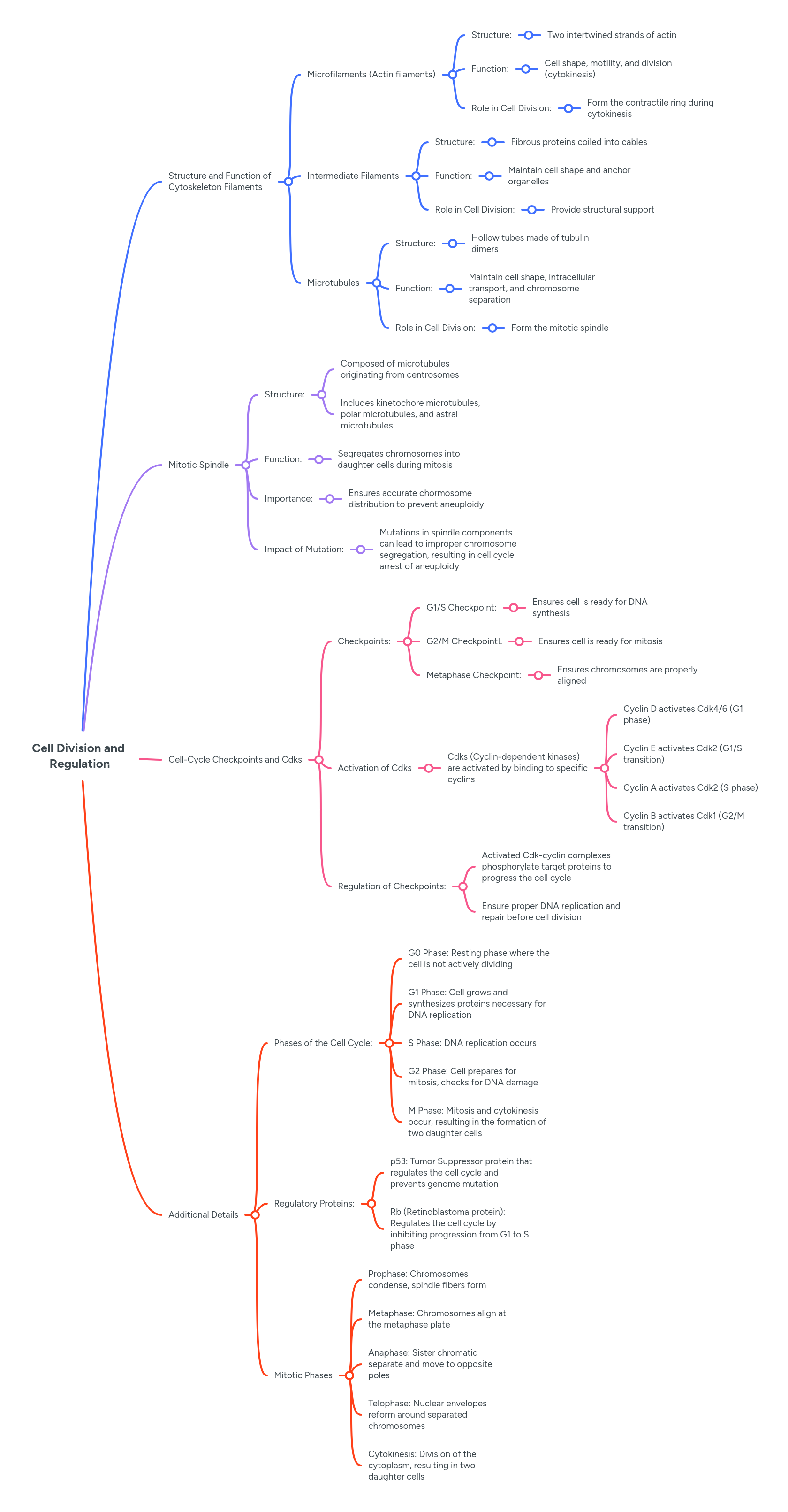 Cell Division and Regulation | MindMeister Mind map