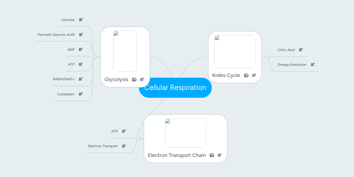 Cellular Respiration | MindMeister Mind Map