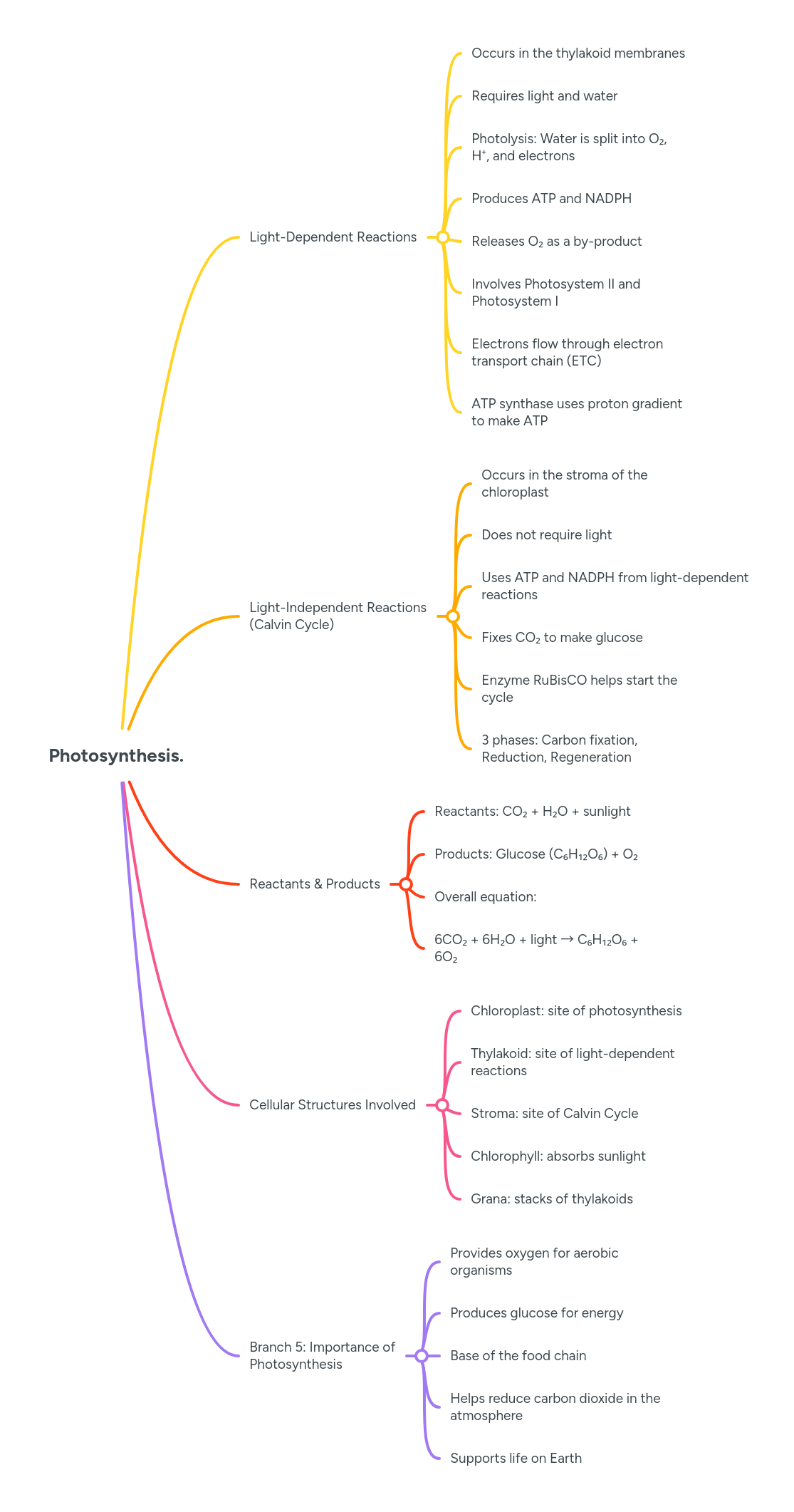 Photosynthesis. | MindMeister Mind map