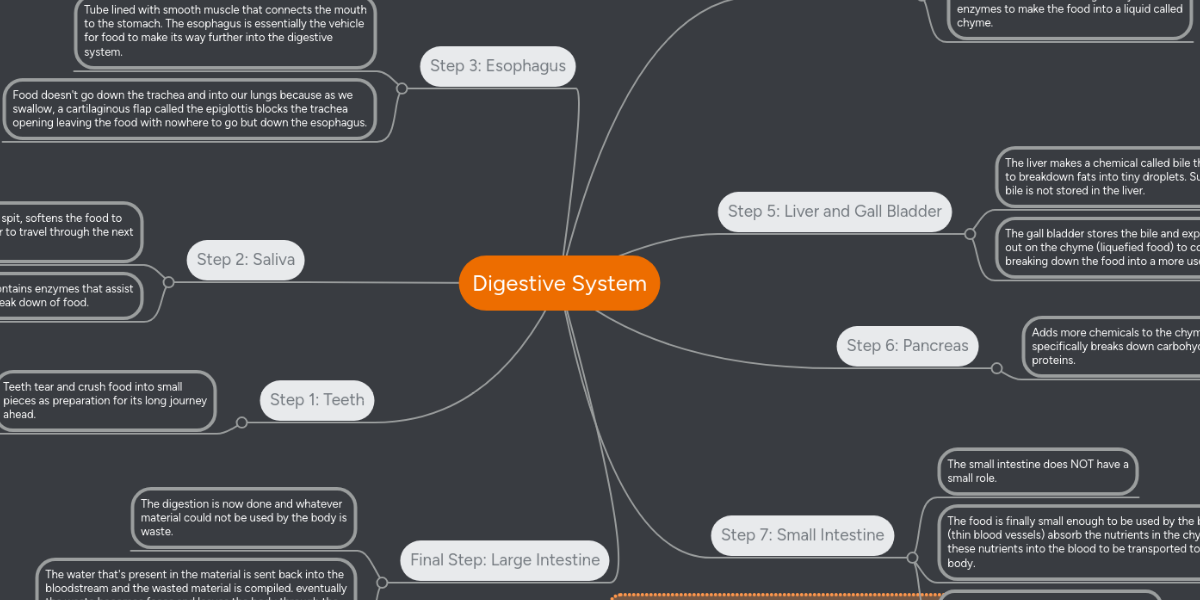 Digestive System | MindMeister Mind Map