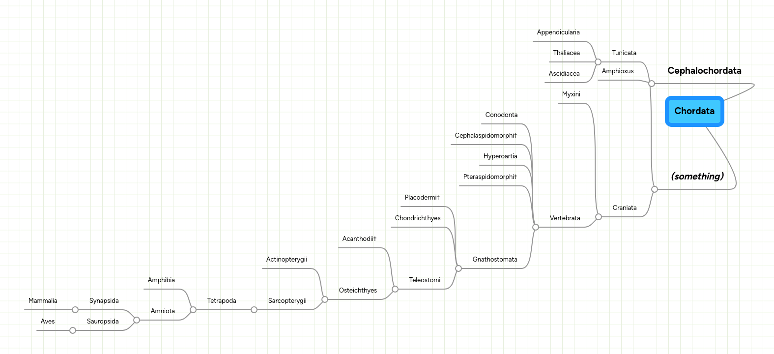 Chordata | MindMeister Mind Map