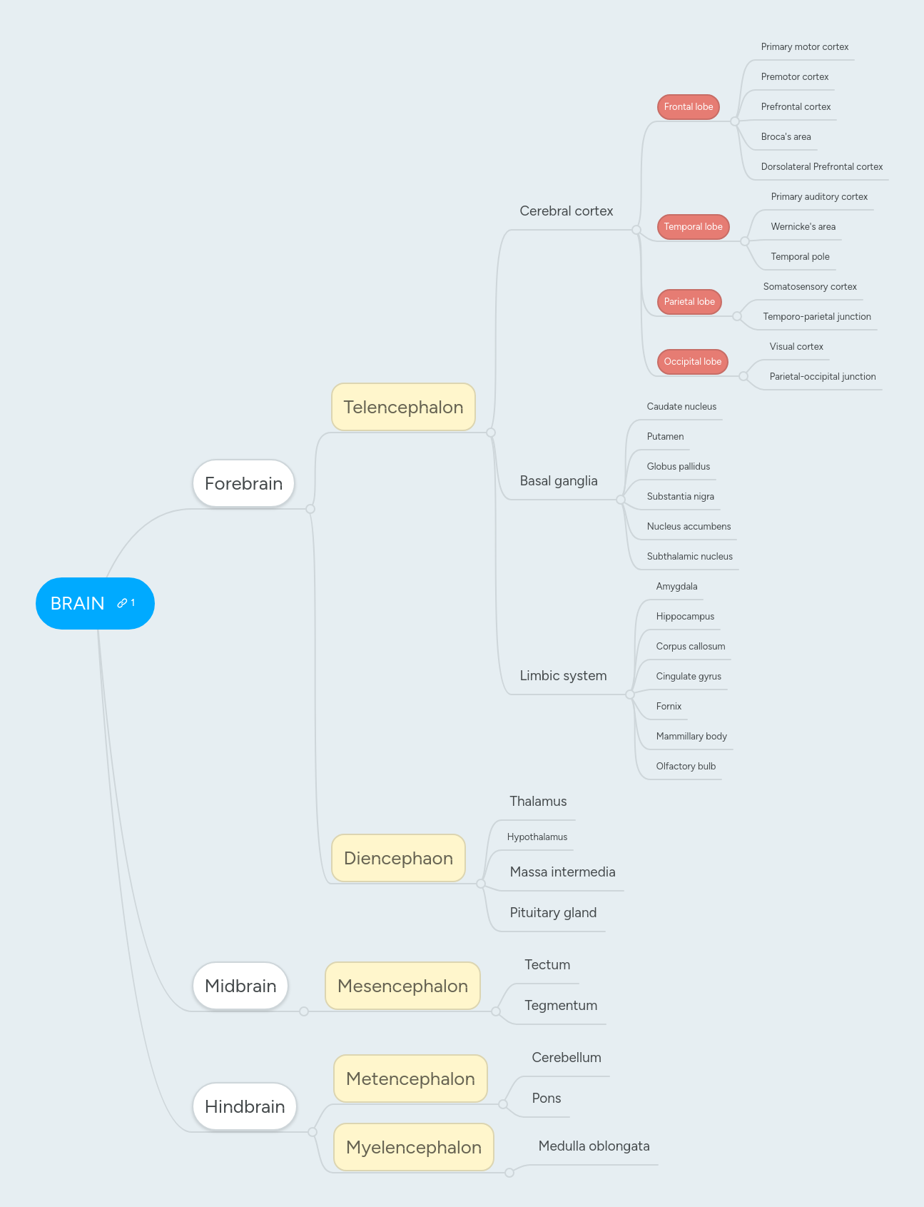 BRAIN | MindMeister Mind map