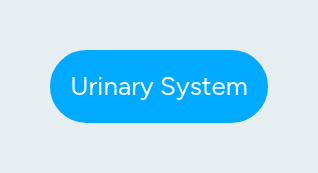 Urinary System | MindMeister Mind map