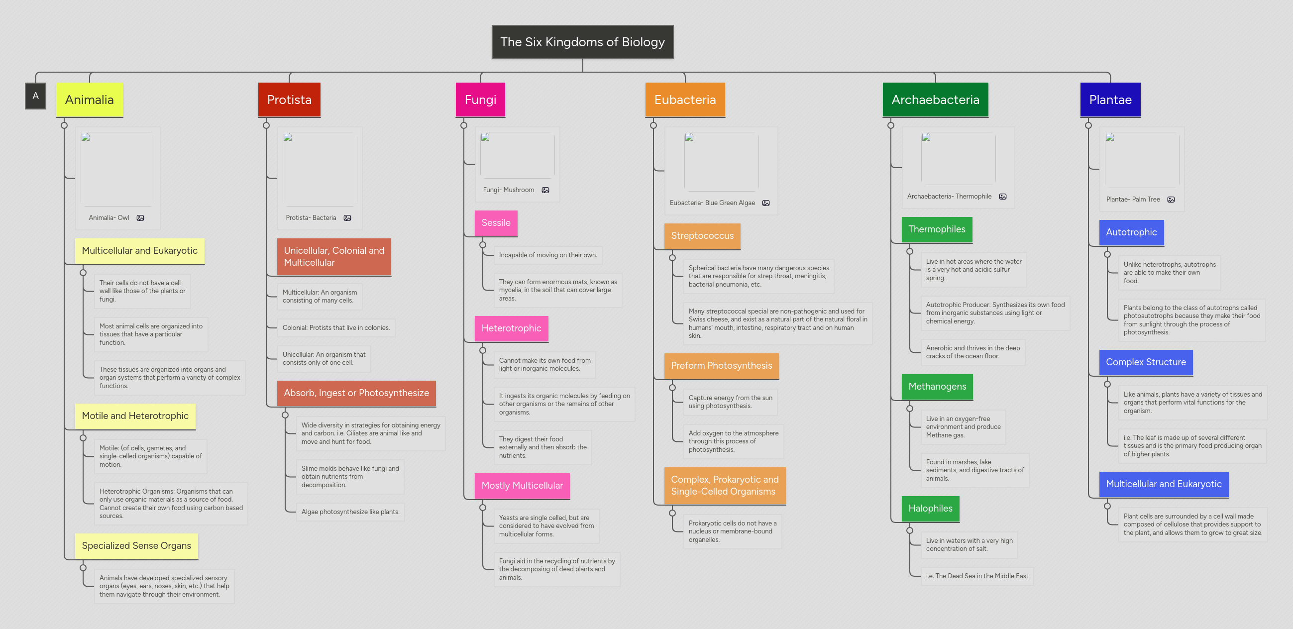 Bacteria Kingdom Chart