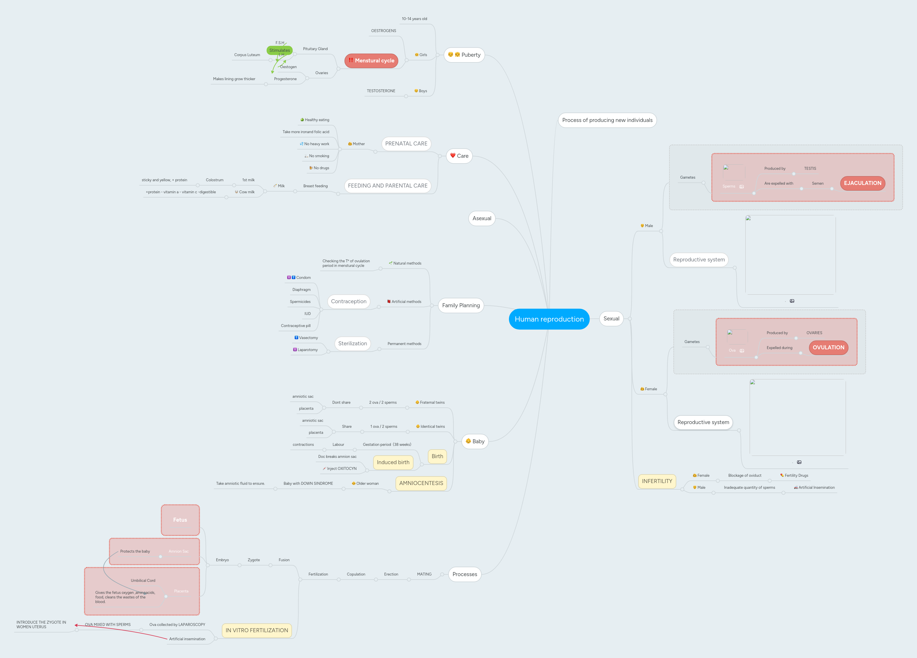 Human reproduction | MindMeister Mind map