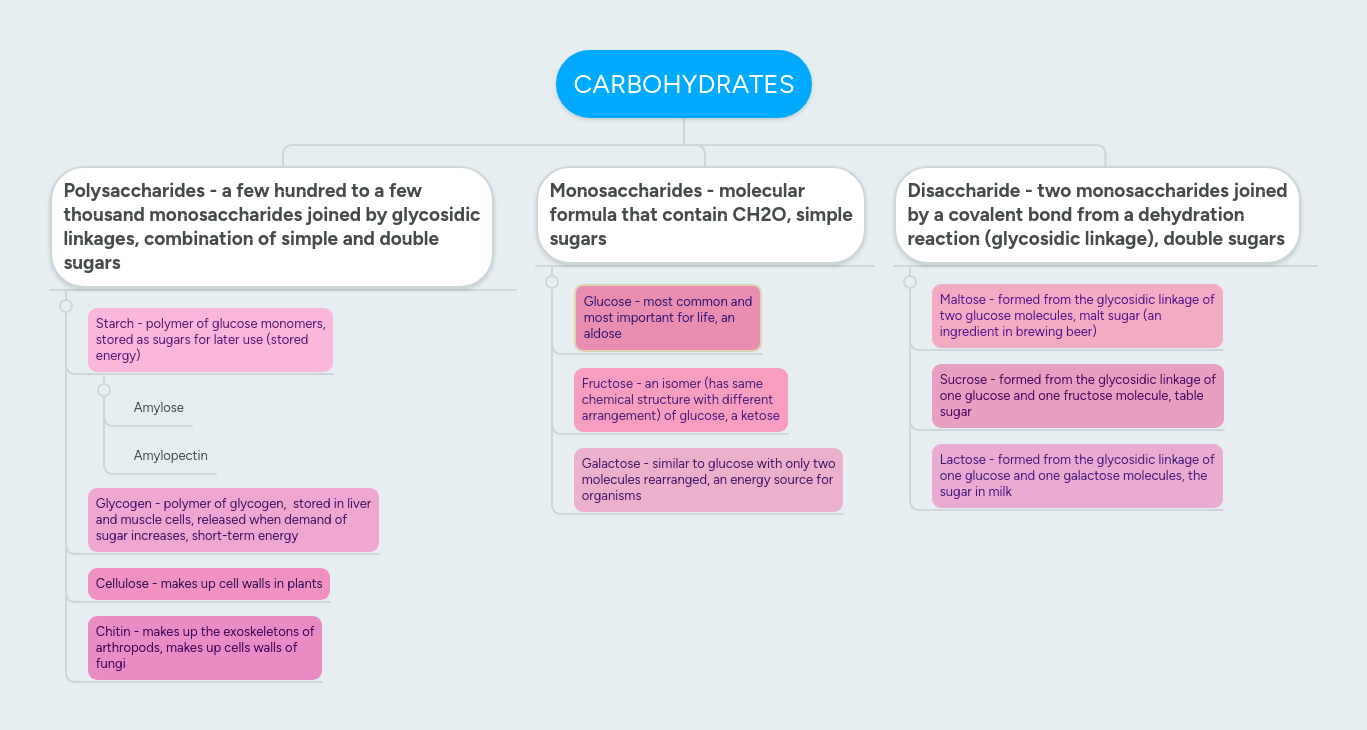 CARBOHYDRATES | MindMeister Mind map