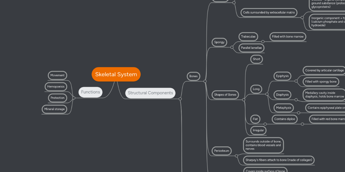 Skeletal System | MindMeister Mind Map