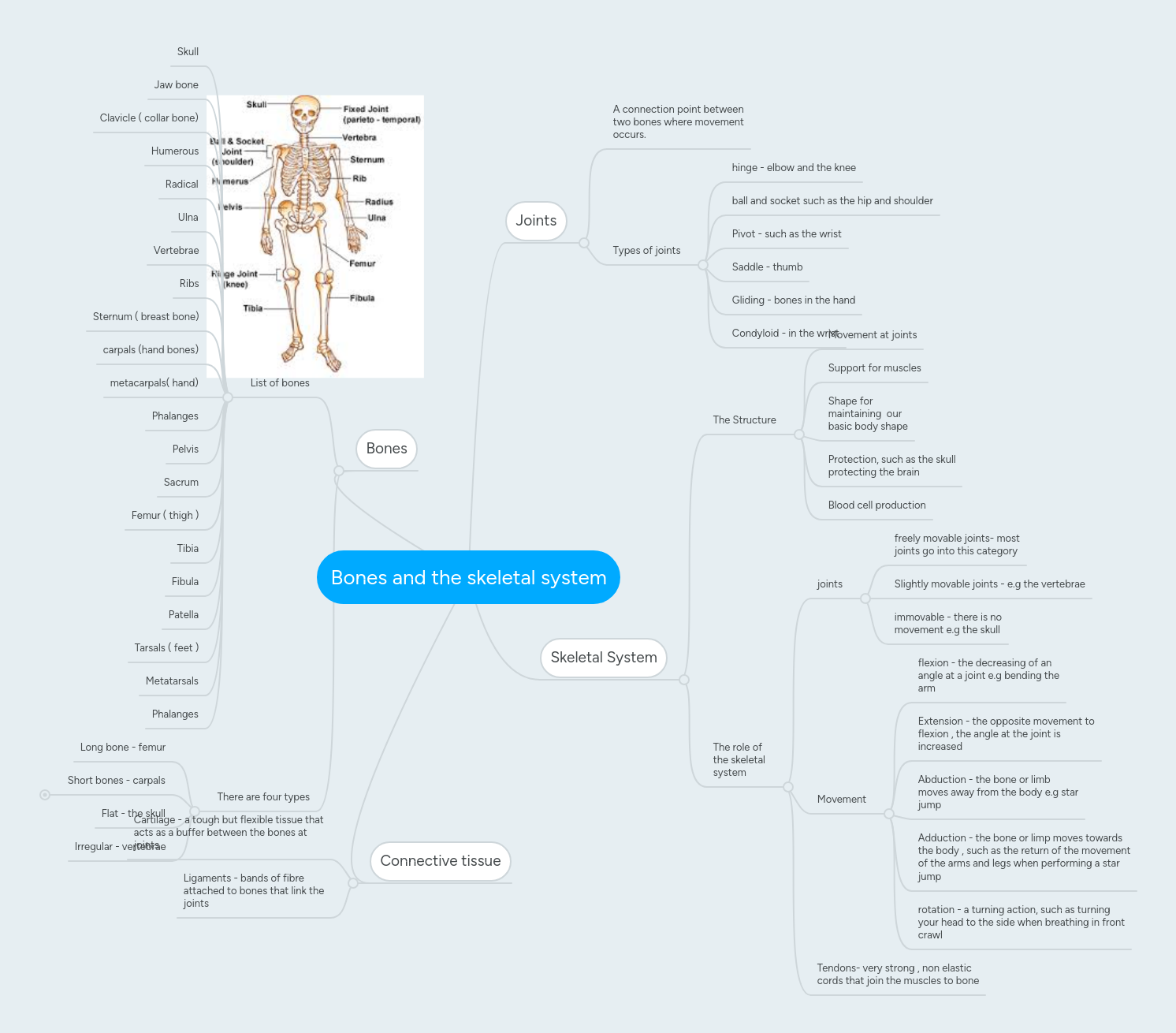 Bones and the skeletal system | MindMeister Mind map