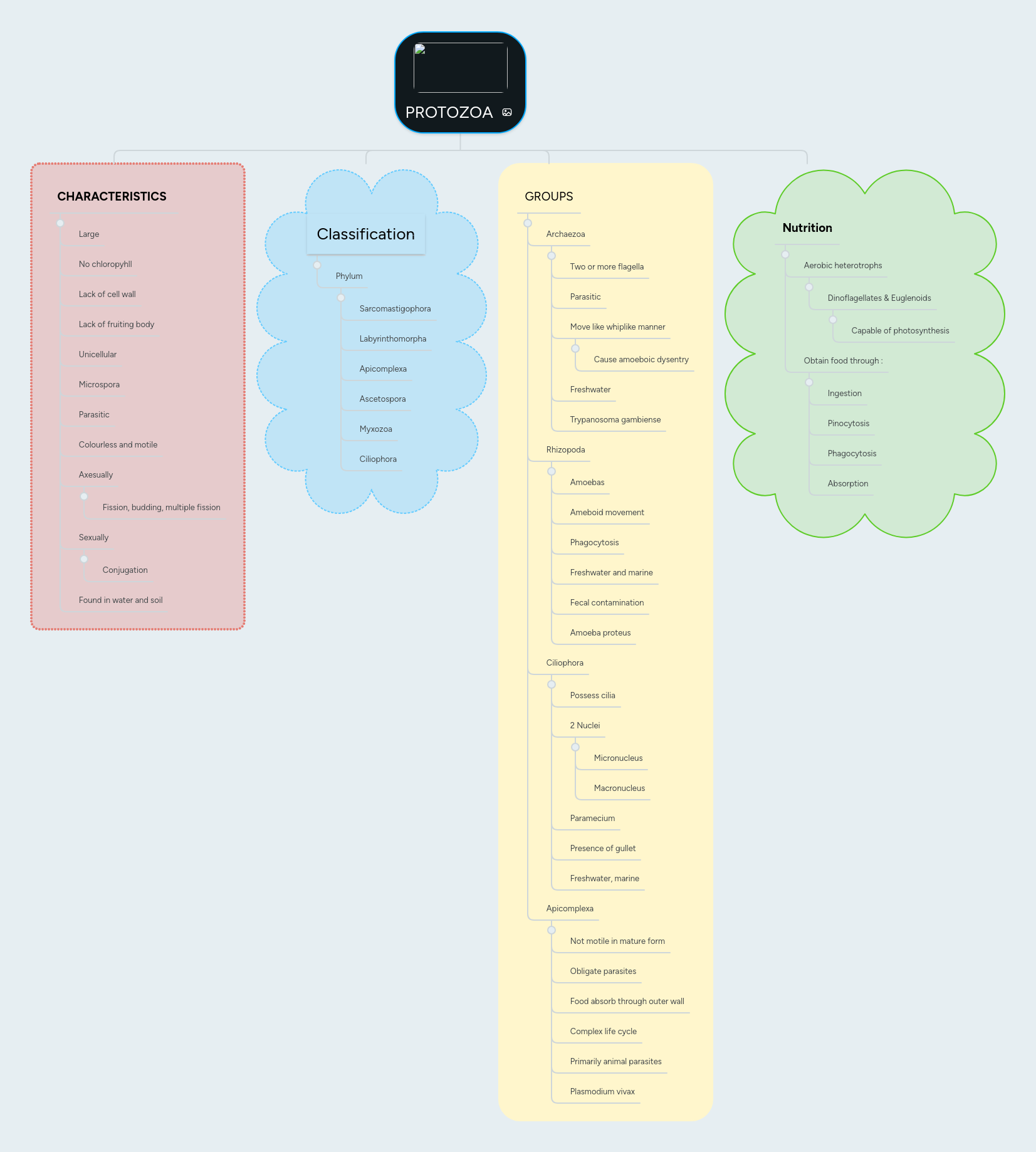 PROTOZOA | MindMeister Mind map