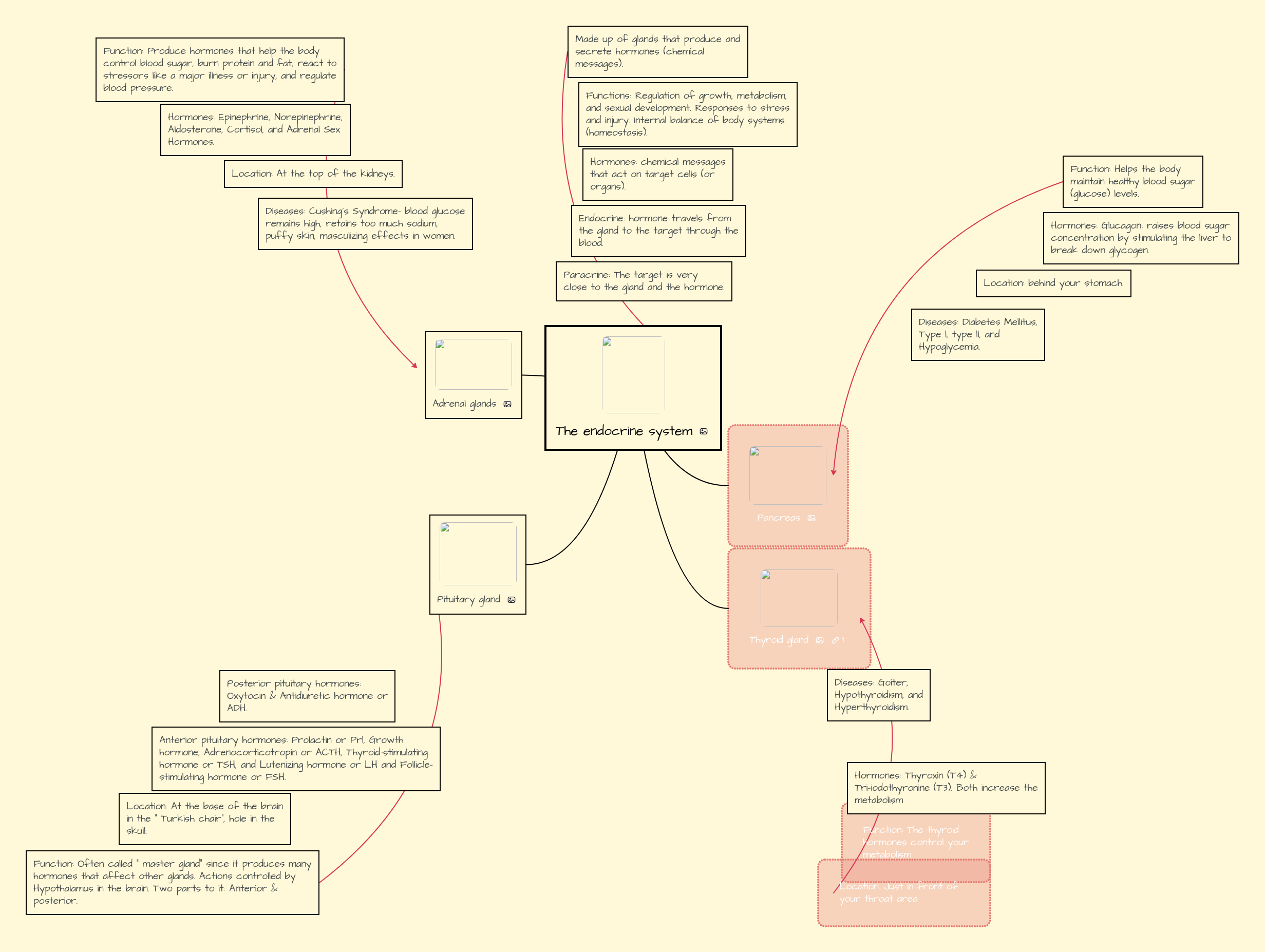 The endocrine system | MindMeister Mind map