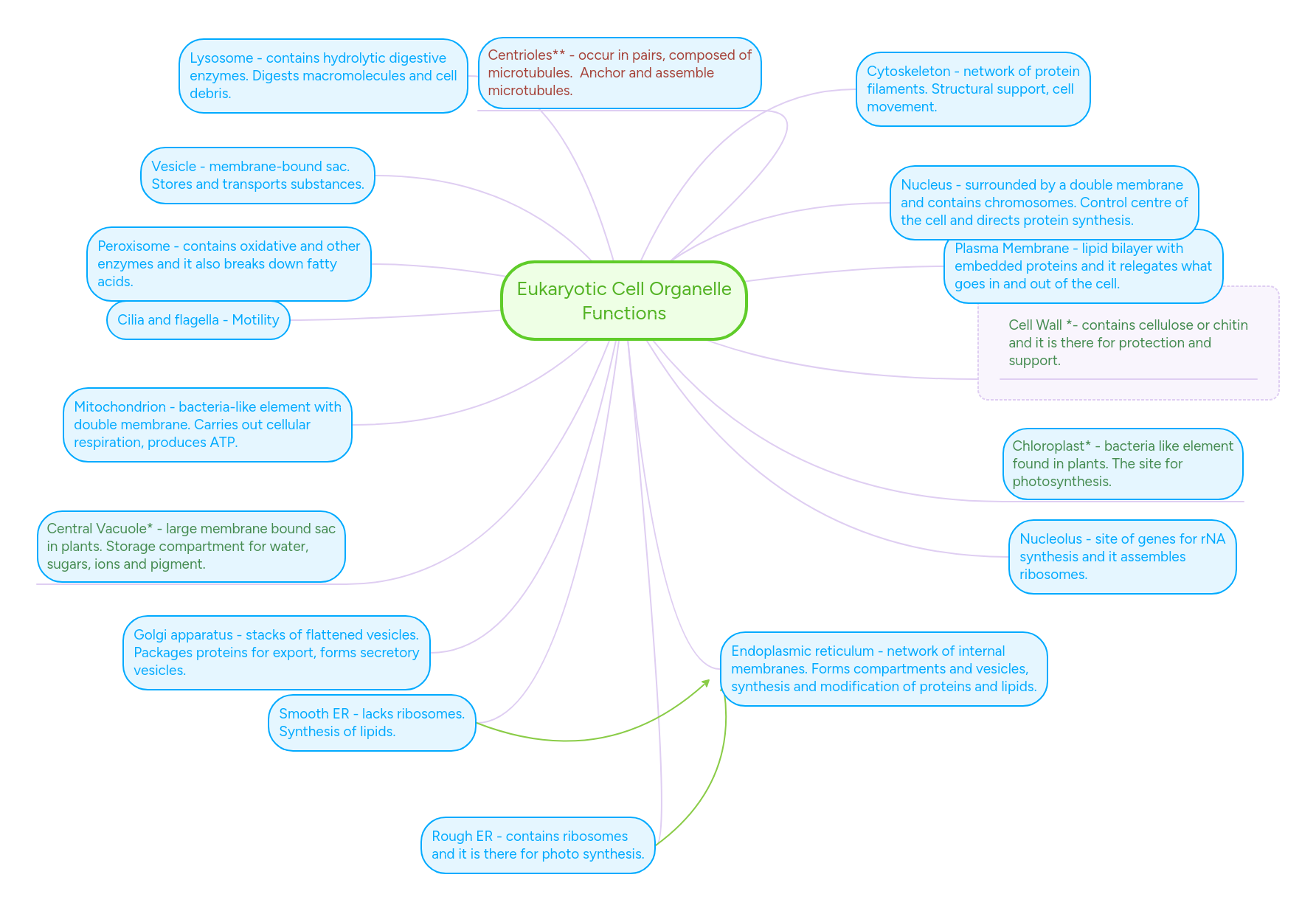 Eukaryotic Cell Organelle Functions | MindMeister Mind map