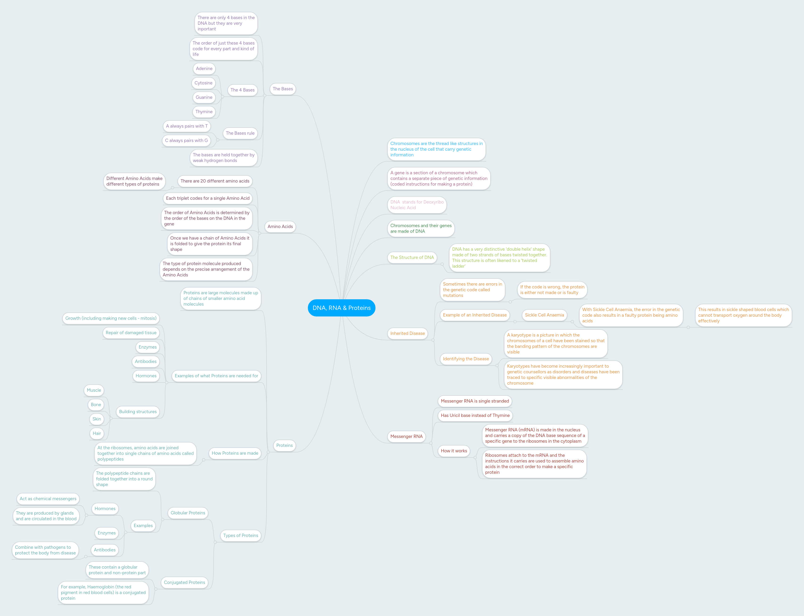 DNA, RNA & Proteins | MindMeister Mind Map