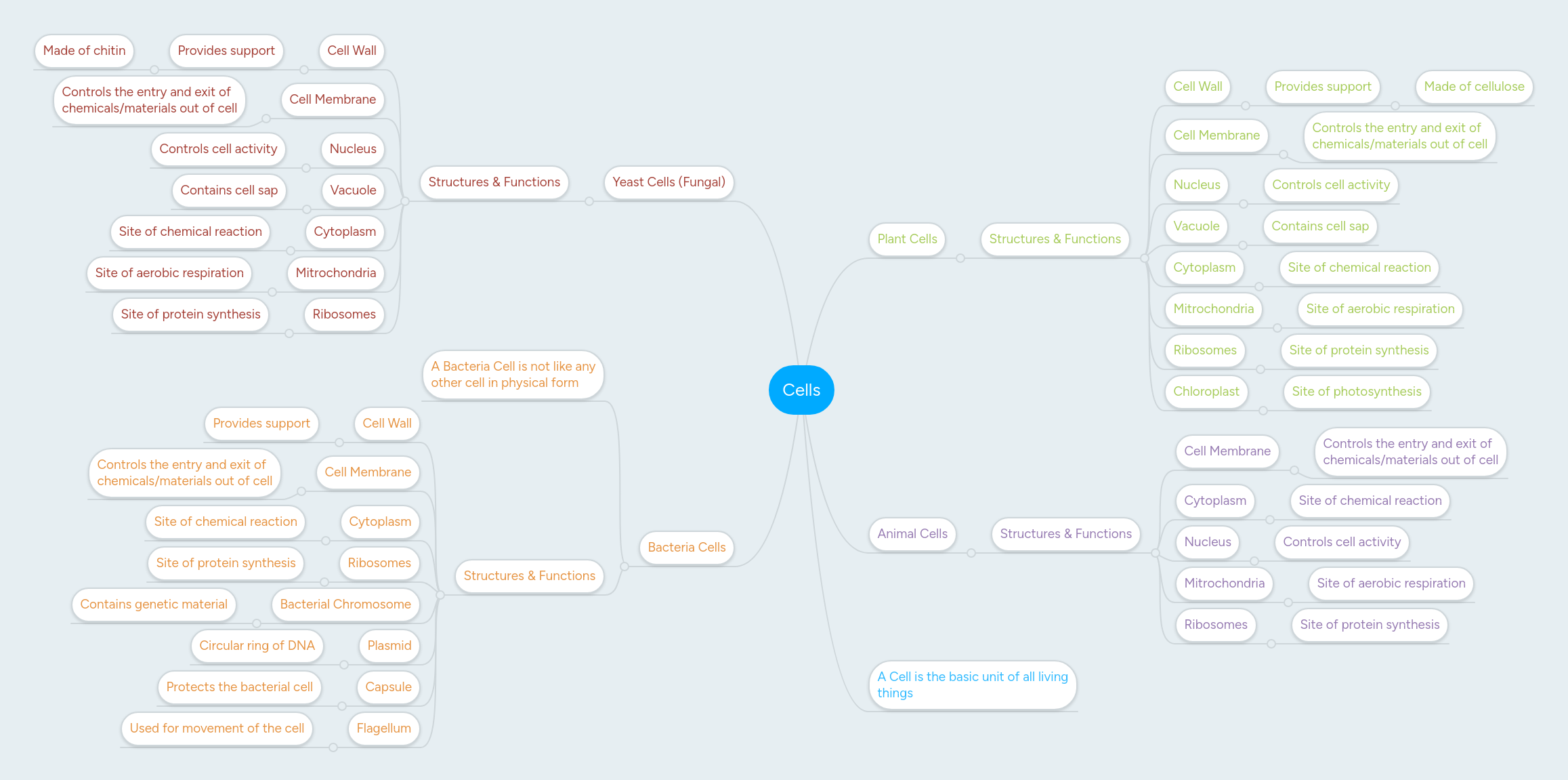 Cells | MindMeister Mind map