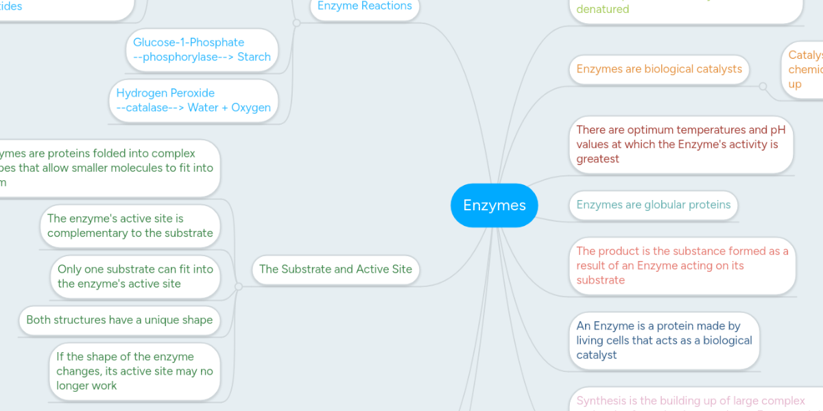 Enzymes | MindMeister Mind Map