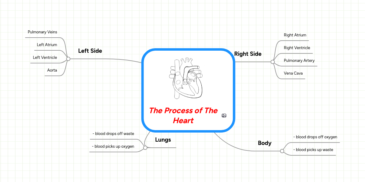 The Process of The Heart | MindMeister Mind Map