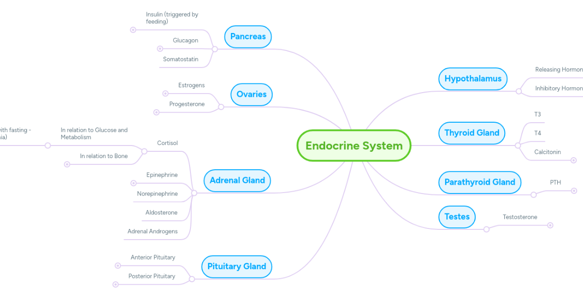 Endocrine System | MindMeister Mind Map