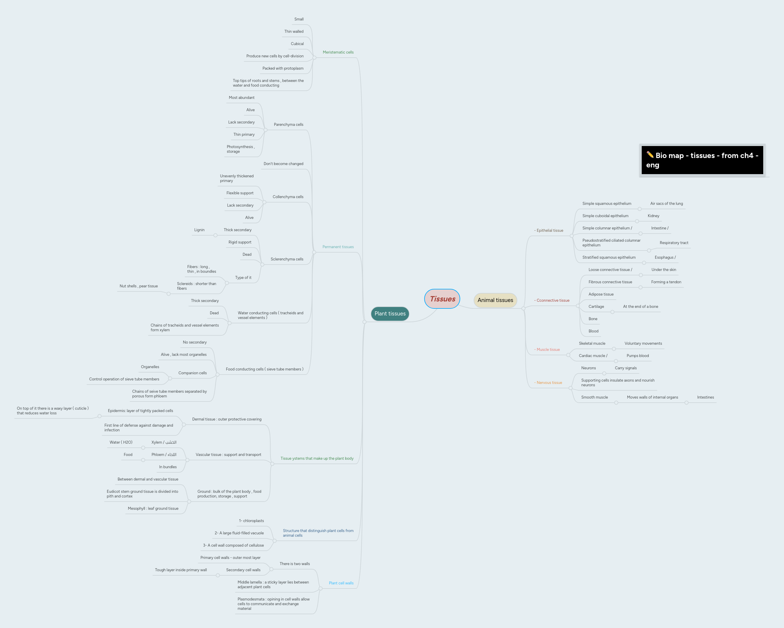 Tissues | MindMeister Mind map