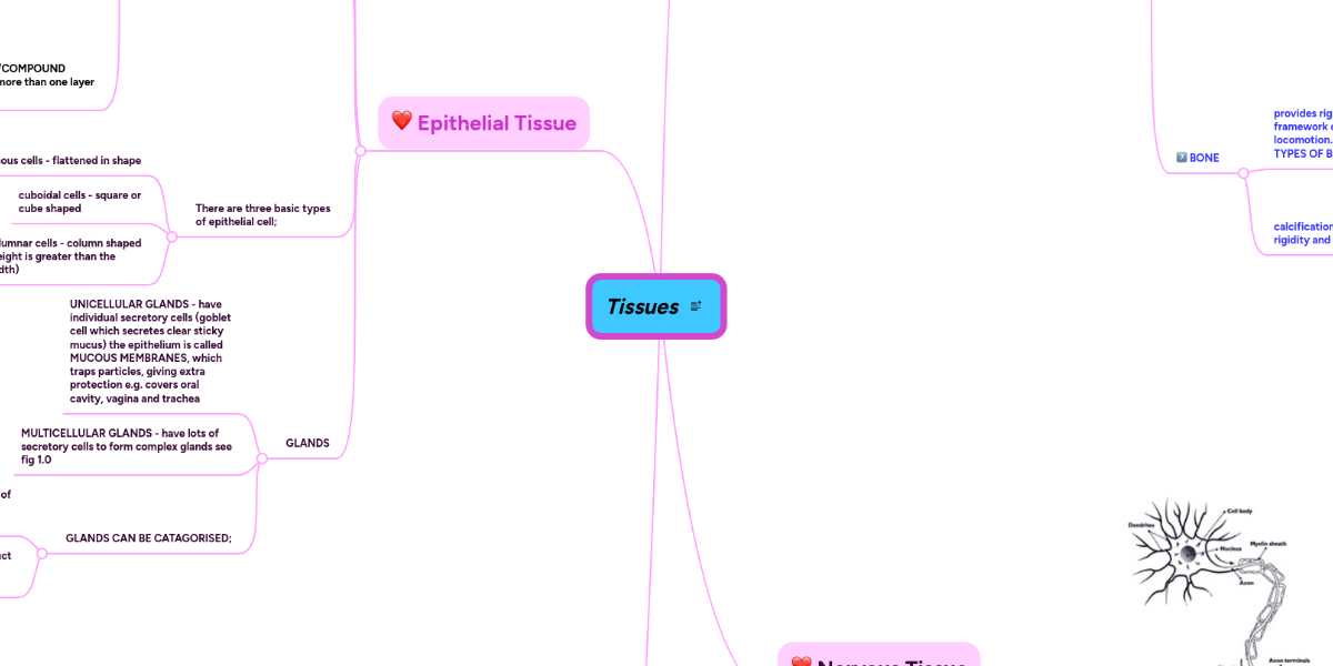 Tissues | MindMeister Mind Map