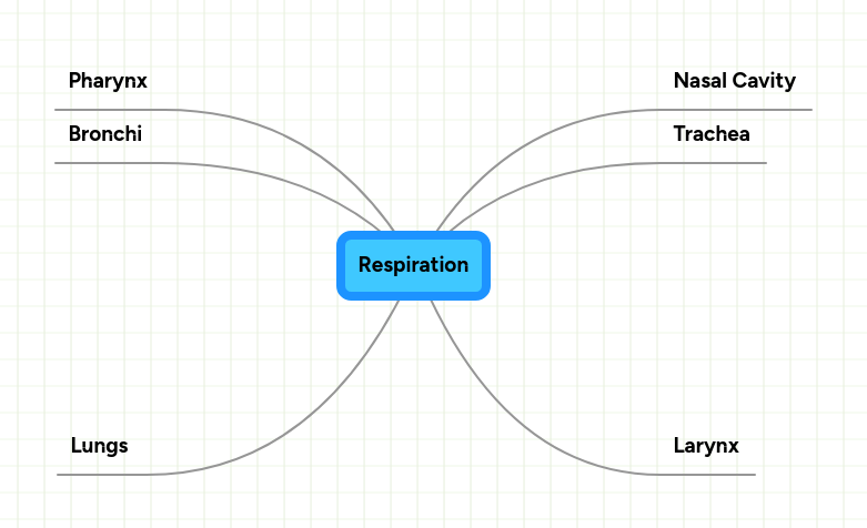Respiration | MindMeister Mind map