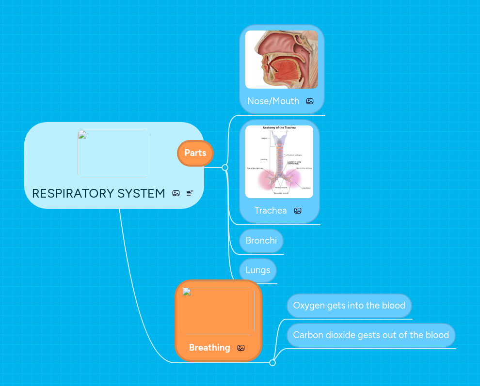 RESPIRATORY SYSTEM | MindMeister Mind map