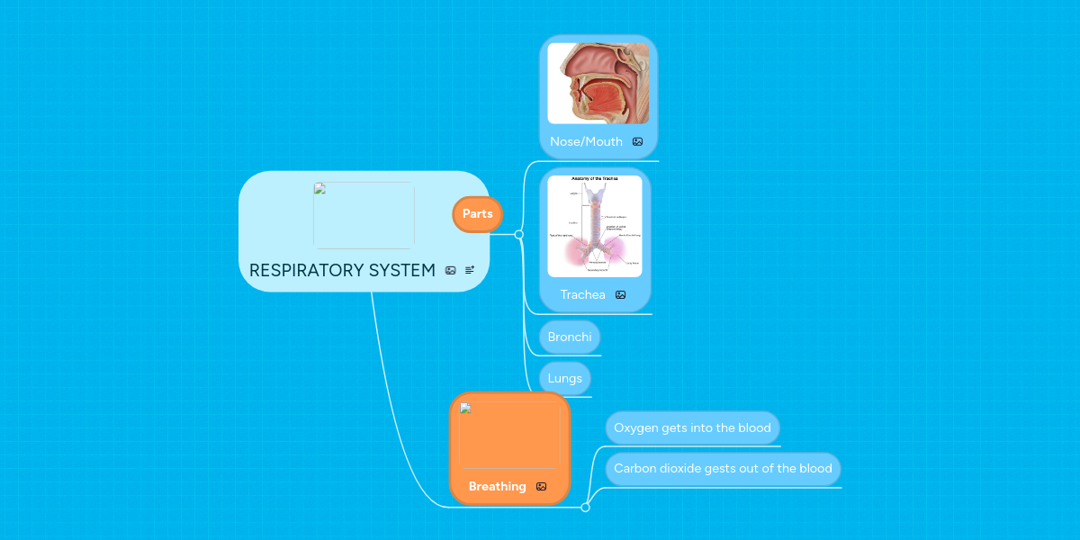 RESPIRATORY SYSTEM | MindMeister Mind Map