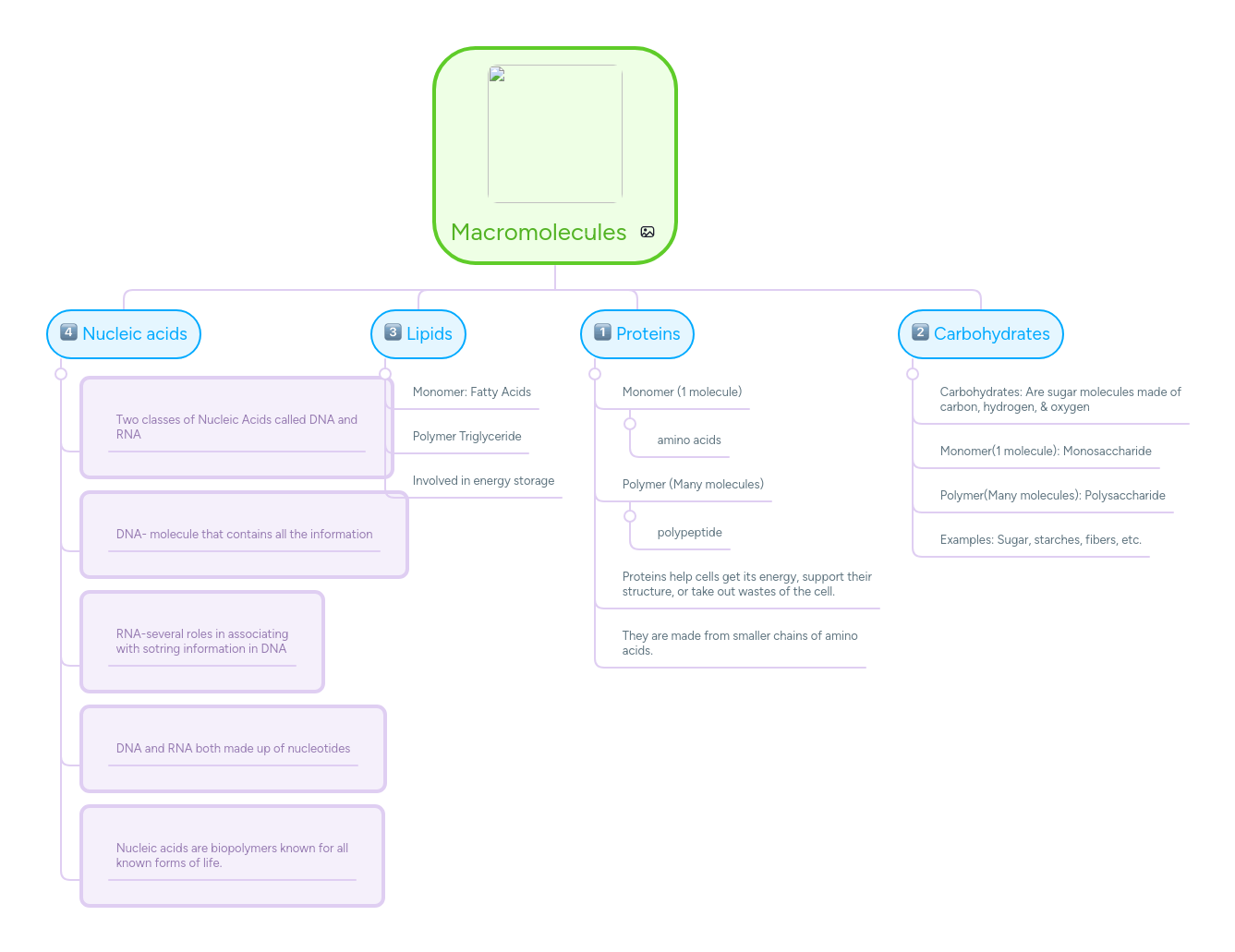 Macromolecules | MindMeister Mind map
