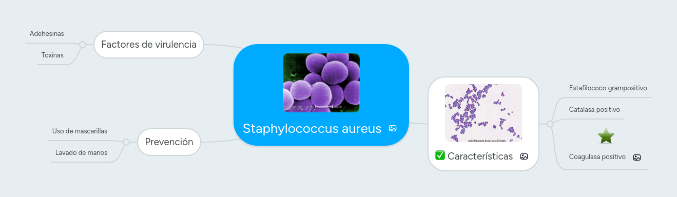 Staphylococcus aureus | MindMeister Mind Map