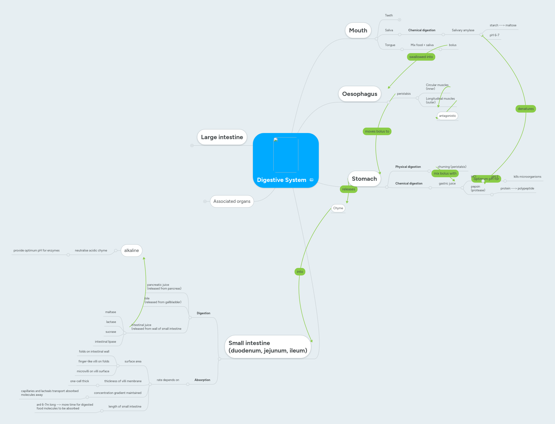 Digestive System | MindMeister Mind map