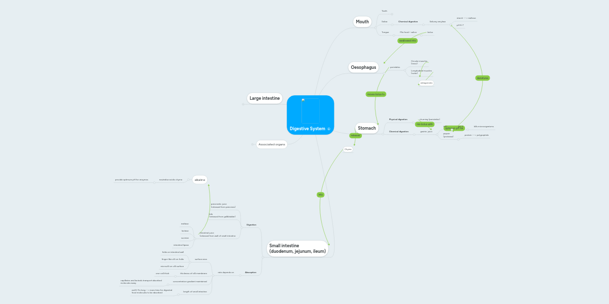 Digestive System | MindMeister Mind Map