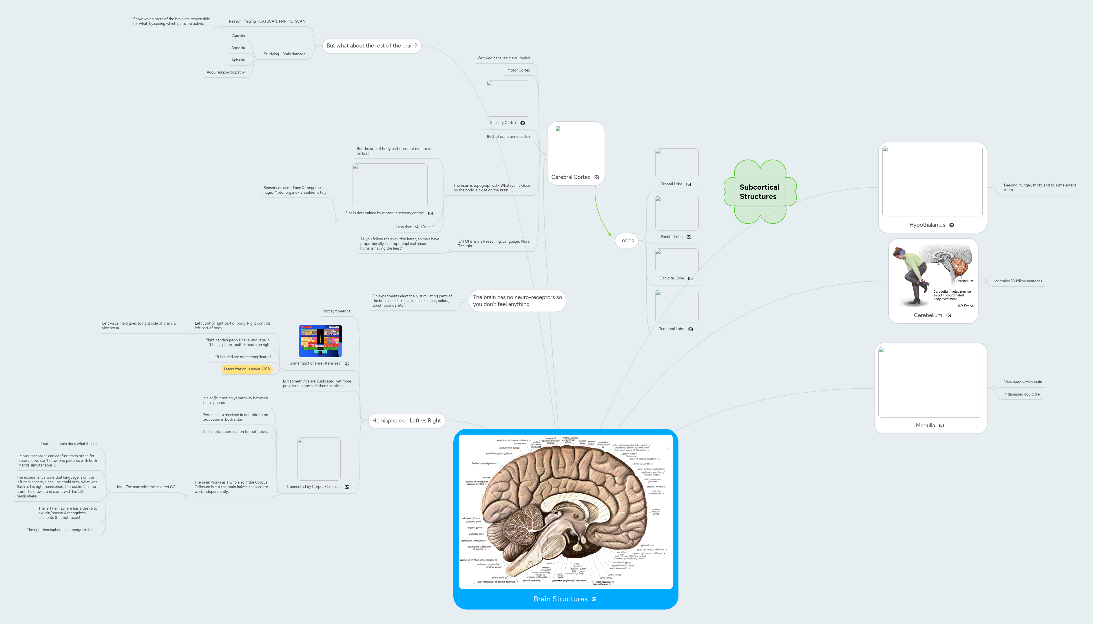 Brain Structures | MindMeister Mind Map
