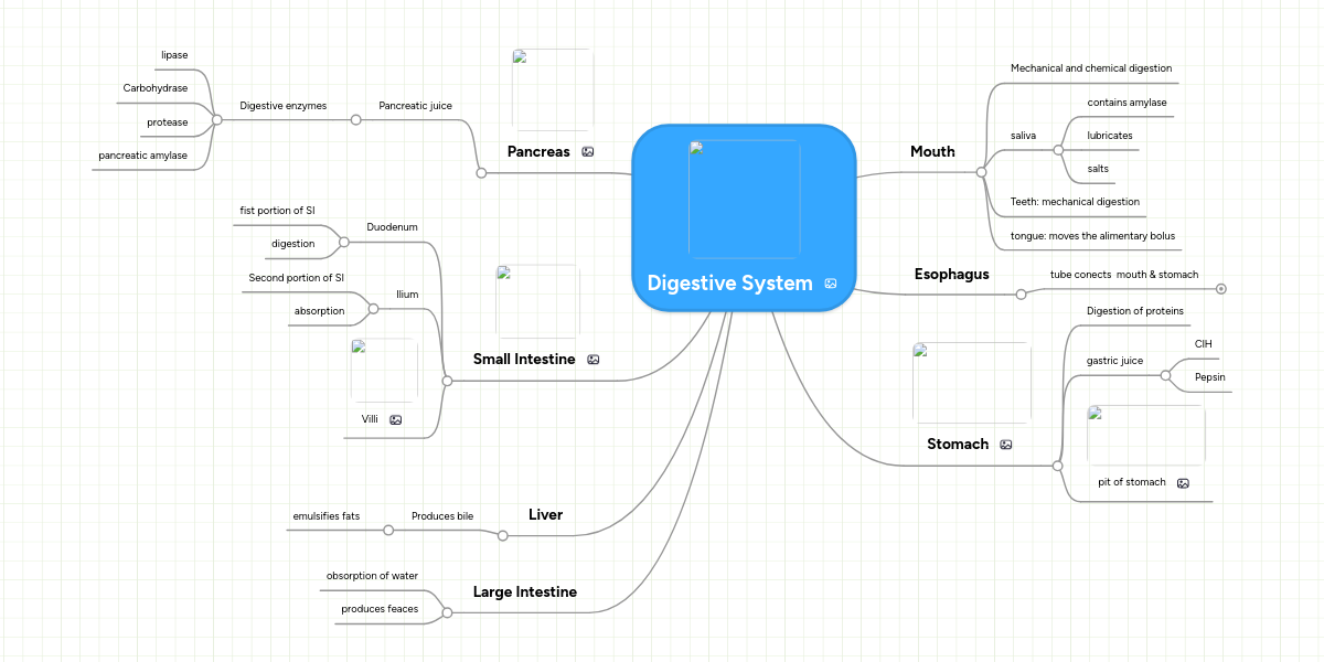 Digestive System | MindMeister Mind Map